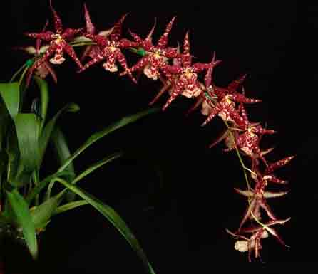 Brassidium Black Star, Sanderana Black Star Orchid care