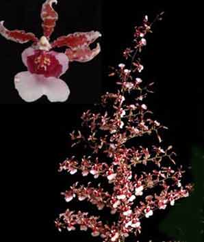 Oncidium Rex Van Delden Orchid, Oncidium Rex Van Delden Orchids, Orchid ...