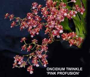 Oncidium Twinkle Orchid, Oncidium Twinkle Orchids, Orchid care, Orchid ...