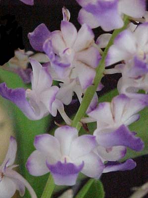 Rhynchostylis coelestis, Rhynchostylis coelestis Orchids, Rhynchostylis ...